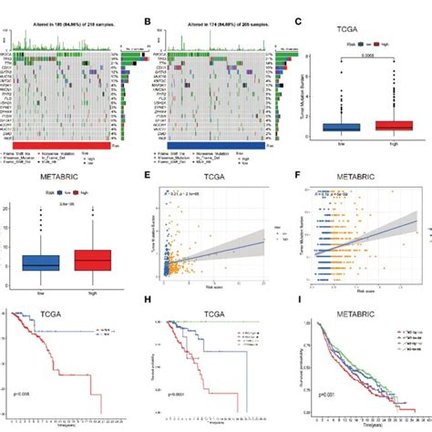 gene mutation types and tumor mutation burden in the different cohorts