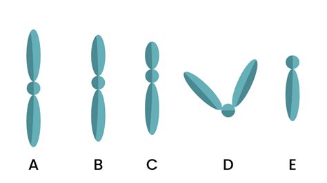 Perhatikan Gambar Kromosom Berikut Berdasar