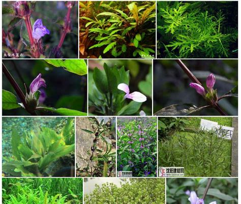 水蓑衣属 Hygrophila 拉丁名学名属名科名植物生活型图片