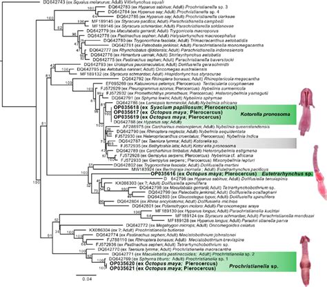 Phylogenetic Tree Based On The Maximum Likelihood Ml Analysis Of The Download Scientific