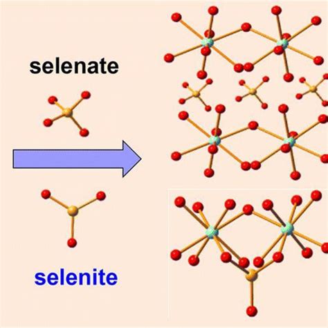 Selenium Uptake By Plants Adapted From 50 Download Scientific