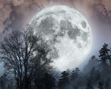 Full Moon Forest Wallpapers Top Free Full Moon Forest Backgrounds