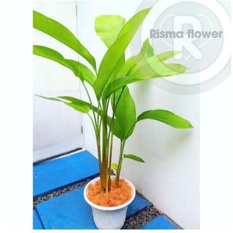 Jual Tanaman Hias Pohon Pisang Heliconia Karibay Promo Tanaman Hias Pohon Pisang Karibay
