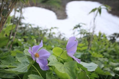 秋田駒ケ岳八幡平から Ⅰ 野草風薫