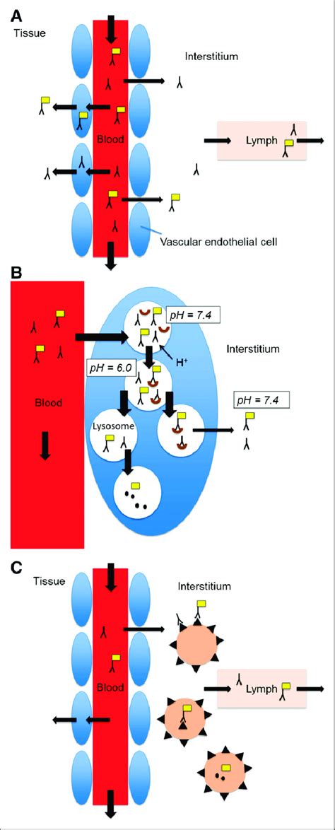 Biodistribution Of 89 Zr Labeled Mab Physiologic Components A