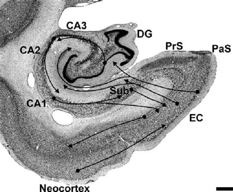 Schematic Representation Of The Main Serial And Parallel Pathways Download Scientific Diagram