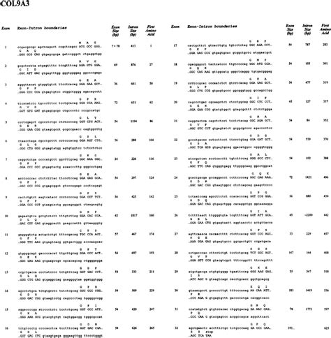 Exon Intron Boundaries And The Sizes Of The Exons And The Introns Of Download Scientific