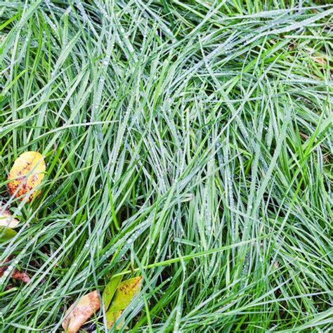 Premium Photo Rain Drops On Green Grass In Autumn