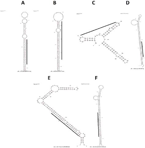A F Mature And Precursor Sequences And The Predicted Stem Loop