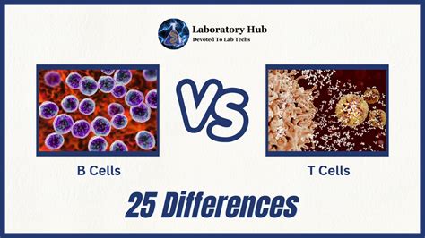 B Cells Vs T Cells Definition And Key Differences Laboratory Hub