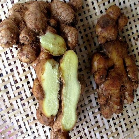 隆回生姜详细介绍特点 历史 隆回特产 特色谷