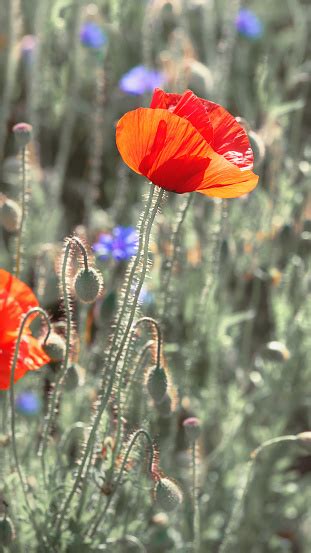 5월 말 봄이 끝나는 들판에서 불타는 빨간 양귀비와 밝은 파란색 옥수수 꽃을 클로즈업합니다 자연스러운 배경 격조 이미지 0명에 대한 스톡 사진 및 기타 이미지 Istock