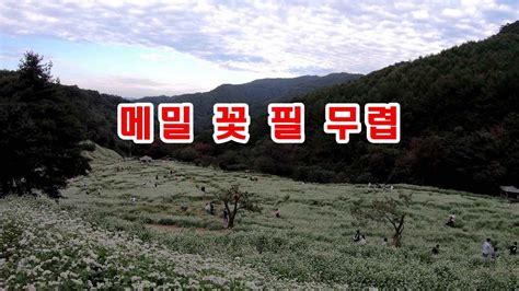 소금을 뿌린 듯이 흐붓한 달빛에 숨이 막힐 지경이다 이효석 메밀 꽃 필 무렵 중에서 Youtube