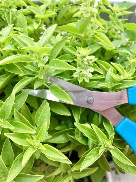 Chlorine For Plants Agrowtronics Iiot For Growing