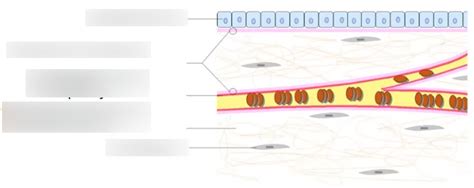 Ecm Structure Diagram Quizlet