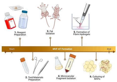 Three Dimensional Culture Of Vascularized Thermogenic Adipose Tissue From Microvascular Fragments