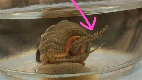 Apple Snails Sex Love And Predator Avoidance By Aimee Taylor Davisinvertebrates