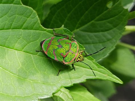 林のアカスジキンカメムシ 夢見がちの