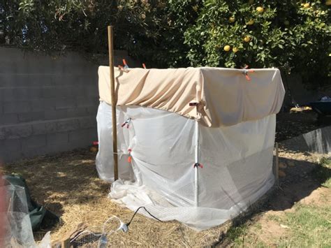 Creating Winter Microclimates Protecting Sensitive Trees And Plants