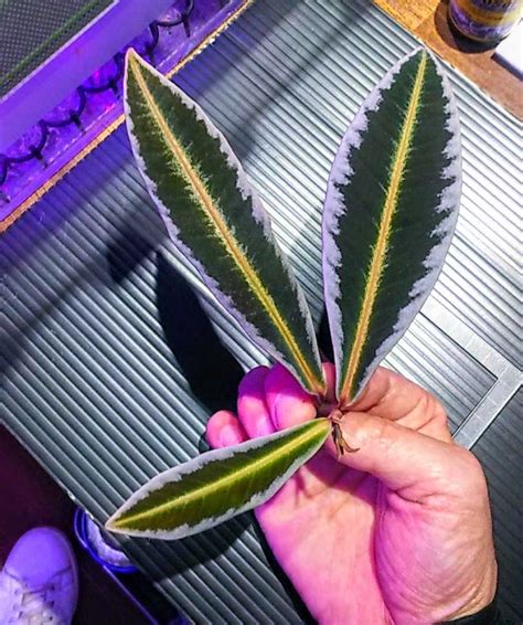 葉挿し株アルディシアsp サンガウ カリマンタン バラット Ardisia アルデシア ラビシア Labisia 熱帯植物 送料第4種植物