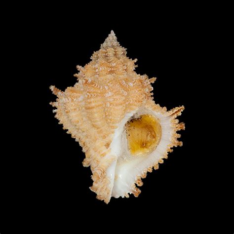 Muricidae Archivi • Gms