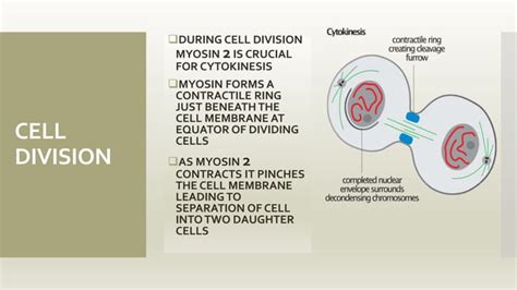 Myosin Structure Function And Mode Of Action In Humans Pptx
