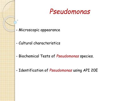 Pseudomonas Fluorescens Colony Morphology