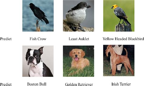 Figure 1 From A Fine Grained Biometric Image Recognition Method Based On Transformer Semantic