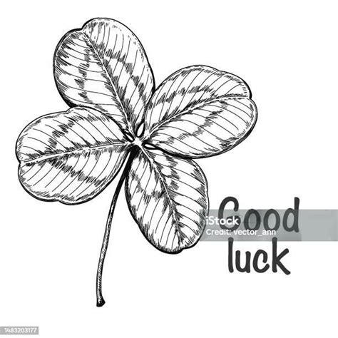 네 잎 스케치 펜과 잉크 빈티지 일러스트레이션 초안 실루엣 그리기 흰색 배경에 분리된 검은색이 있는 클로버 식물 그래픽 에칭 디자인 손에 대한 스톡 벡터 아트 및 기타