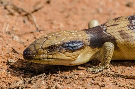 13 Most Popular Blue Tongue Skink Morphs Types And Subspecies