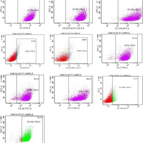 lineage specific marker categorization the cell surface marker