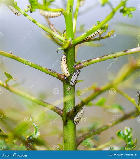 Pine Sawfly Larvae Neodiprion Spp Are The Most Common Defoliating