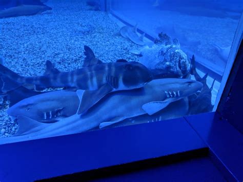 Shark Cuddles Thecuddlepuddle