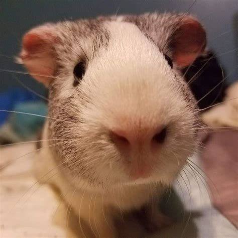 161 Best Mousey Images On Pholder V Shojo Ironmouse And Aww