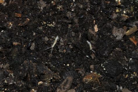 月季盆土里有小白虫怎么办 常见问题 藤本月季网