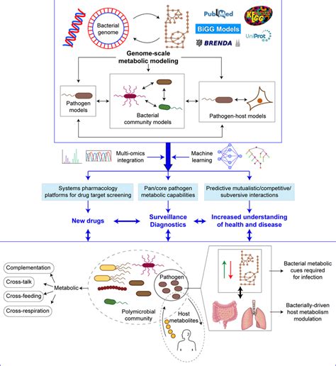 Genome‐scale Metabolic Network Reconstructions For Bacterial