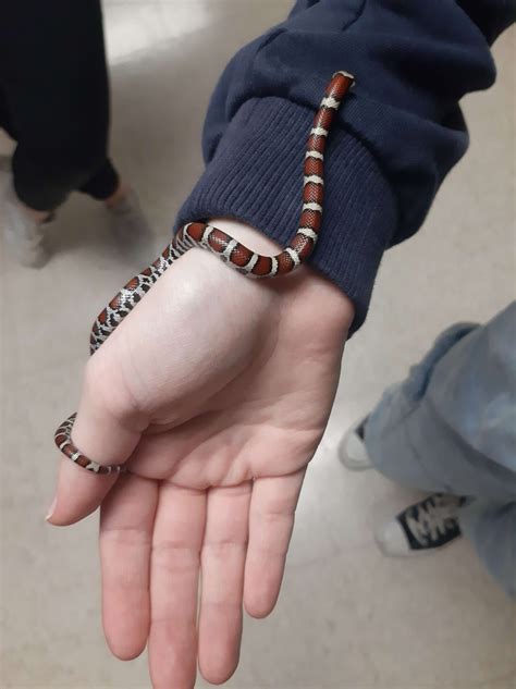 A Fossilized Garden Snail That Was Turned Into Opal R Mineralporn