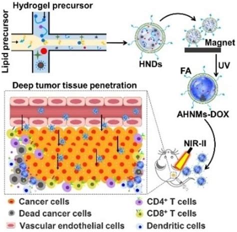 Nir Ii 光动力非对称水凝胶纳米马达用于增强免疫化疗 Angewandte Chemie International Edition X Mol