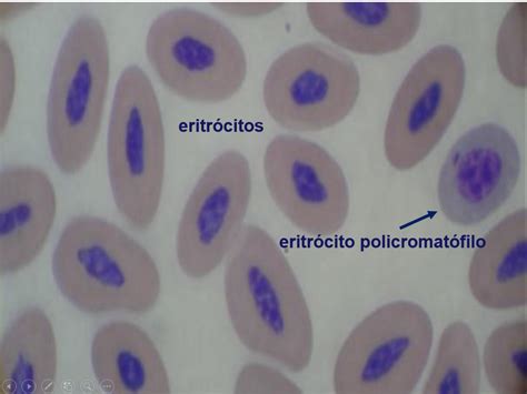 Patologia Clínica De Aves E Mamíferos