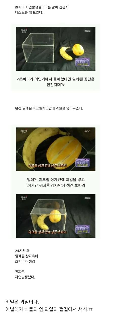 초파리가 저절로 생기는 이유 짱공유 엽기유머