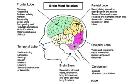 The Structure Brain Carries Out Functions Like Thinking Emotions