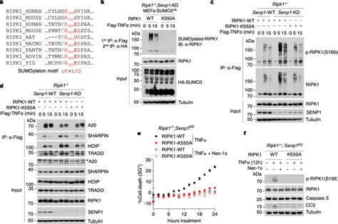 Ripk1 Is Sumoyalted At K550 And Sumoylation Of Ripk1 Promotes Its