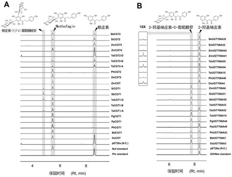 Novel C Glycoside Glycosyl Transferase And Application Thereof Eureka