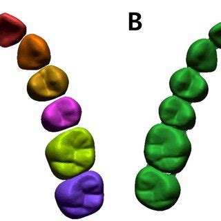 Development Of The Statistical Shape Model SSM SSM Of The Individual