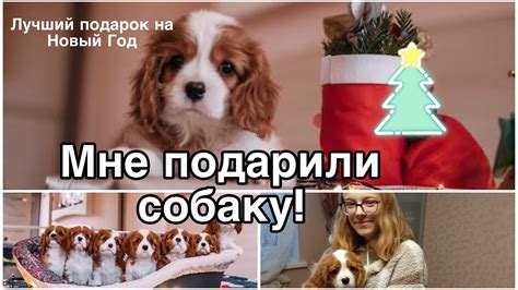 МНЕ ПОДАРИЛИ ЩЕНКА Первый день в новом доме Кавалер Кинг Чарльз Спаниель Youtube
