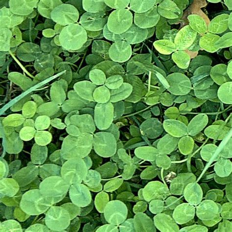Clover Grass Texture Seamless 18207
