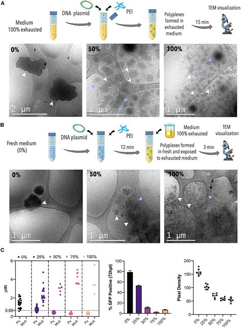 Extracellular Vesicle Depletion And Ugcg Overexpression Mitigate The Cell Density Effect In