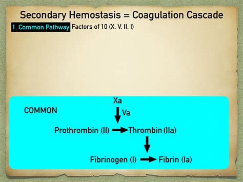 Coagulation Cascade Diagram Simple