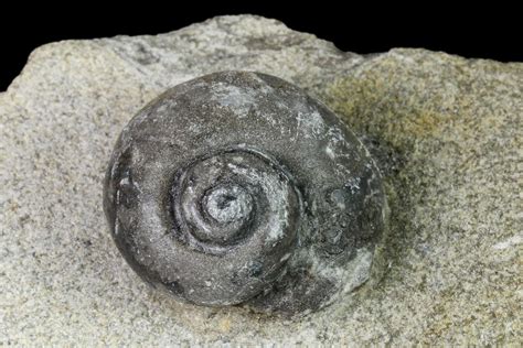Gastropod Fossils For Sale