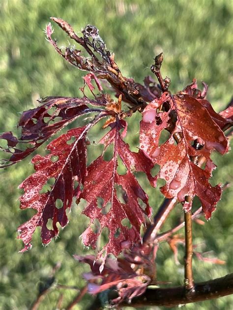 Tri Color Beech Tree Bug Problem R Plantclinic